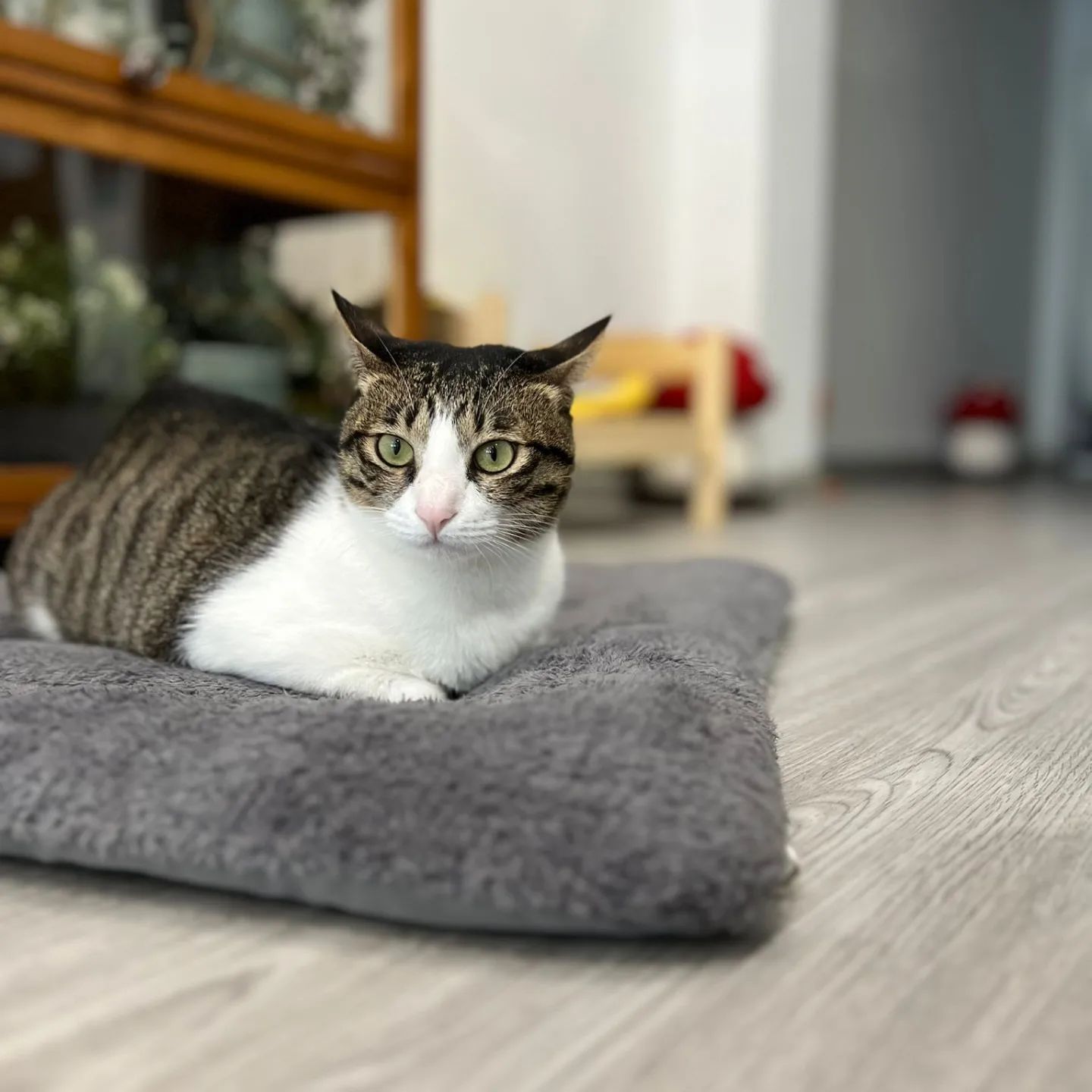 10 dog & cat cafes where you can play with adorable furry friends in ...