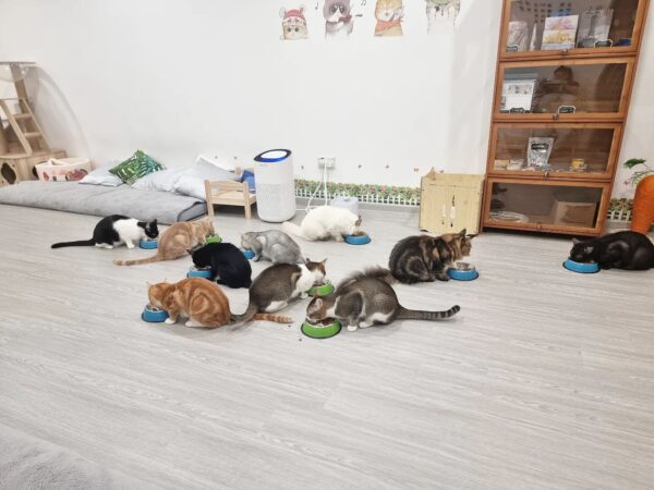 10 dog & cat cafes where you can play with adorable furry friends in ...