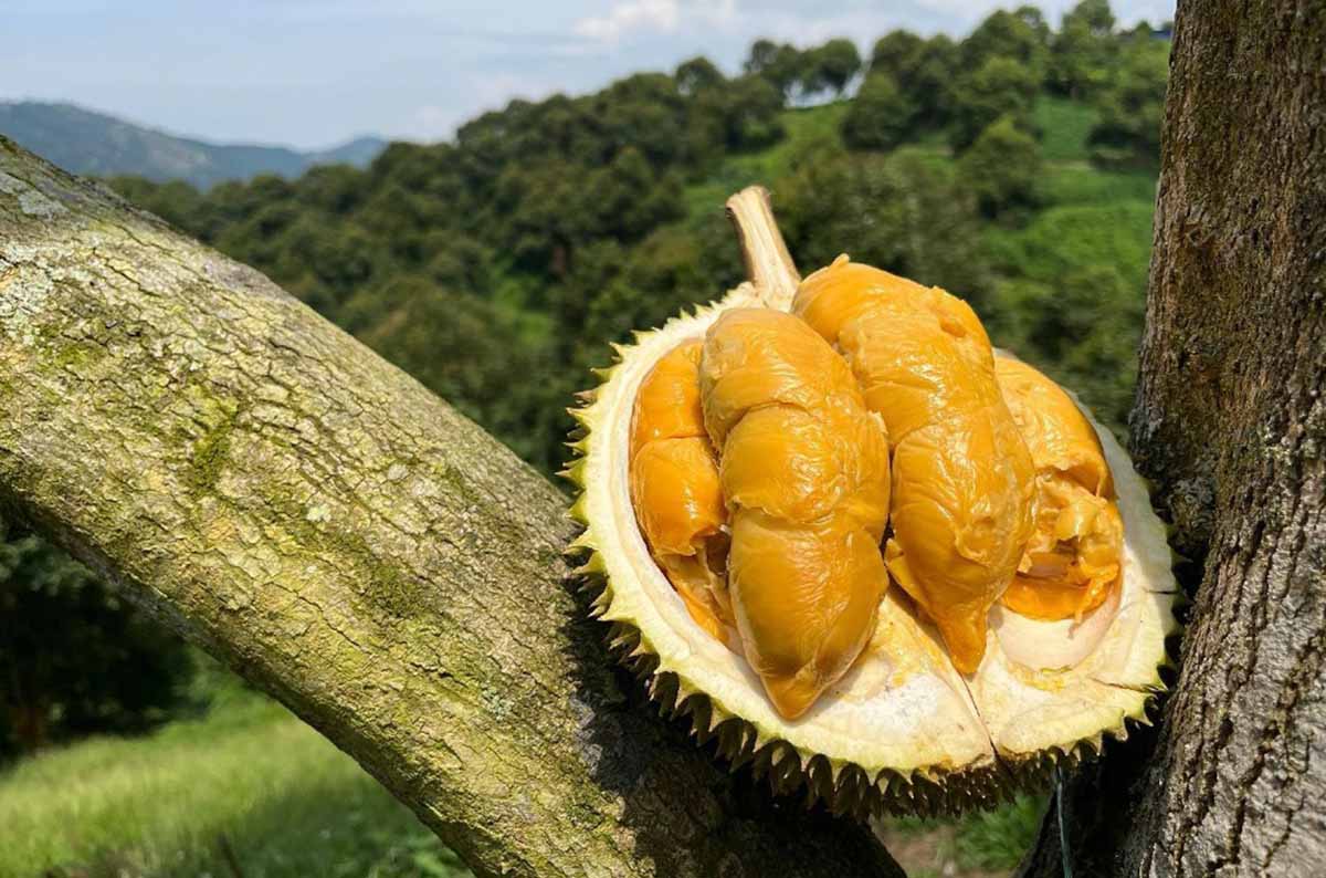 13 honest durian stores to get the perfect durian fix [May 2026 ...