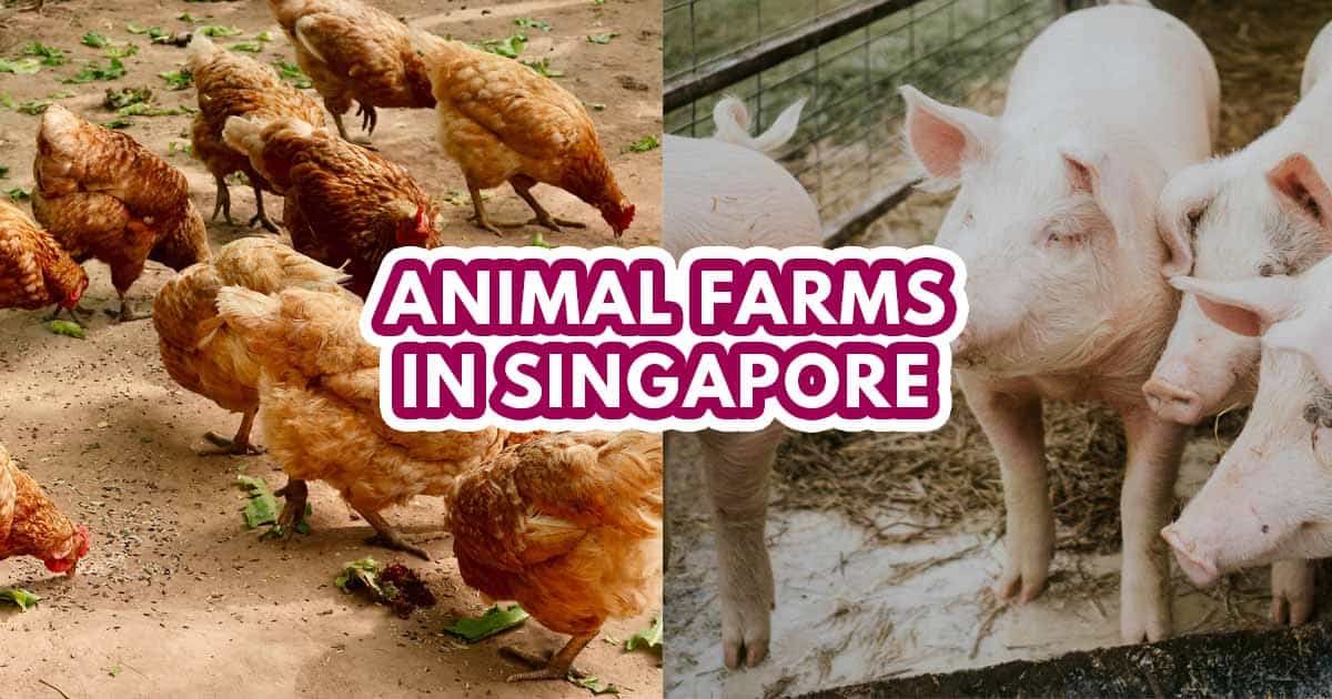 10 best local animal farms & dairy farms to buy fresh produce - SETHLUI.com