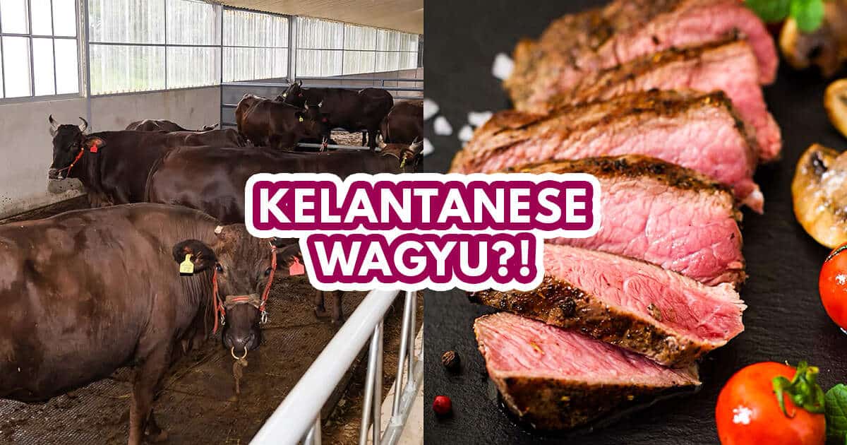 Malaysia’s Kelantan-based 1st locally-bred wagyu is in the works — say ...