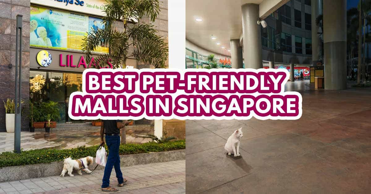 10 best pet-friendly malls in Singapore for a paw-some day out ...