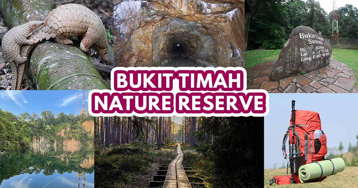 Bukit Timah Nature Reserve - The insider's guide to Singapore's best ...