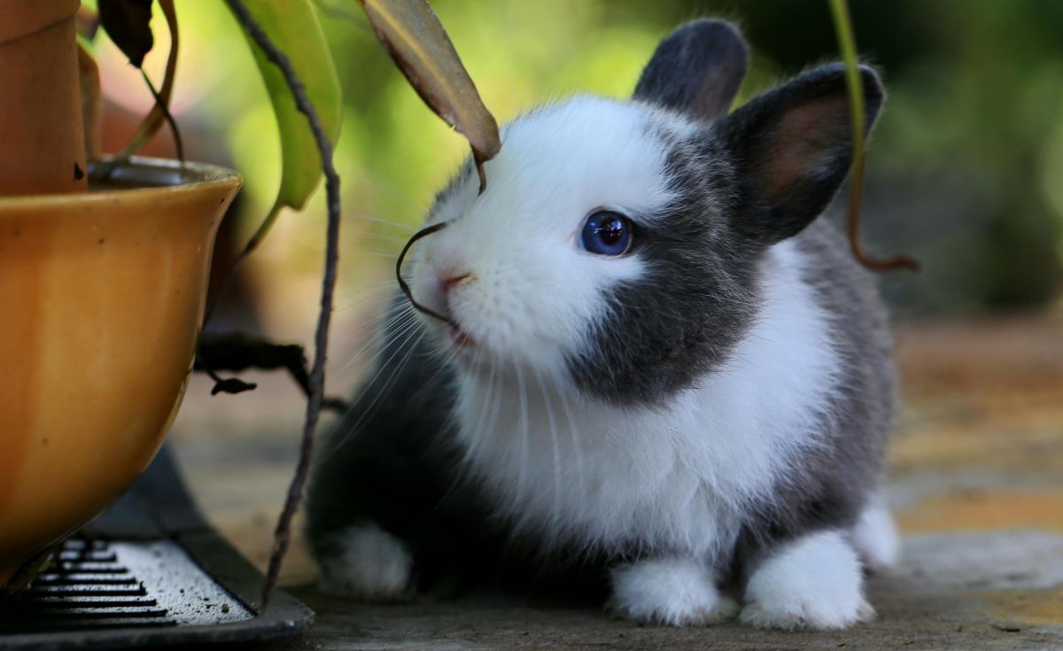 Chinese Zodiac 2026: Feng Shui Master's in-depth analysis of health ...