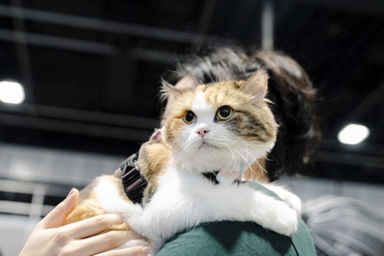 Hobbies Fair & Asia Cat Expo return to Suntec on 27 & 28 Jun - SETHLUI.com